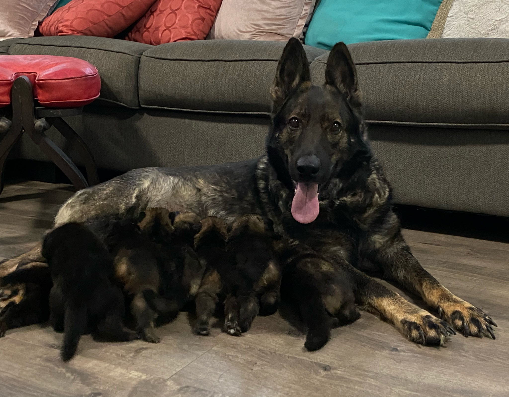 Our Philosophy – Goble Kennels